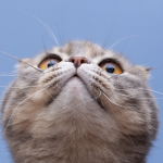 Hey! What happened to SAS Event Stream Processing Streamviewer? Can I ...