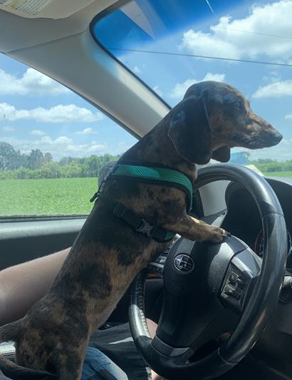 Less Customer Friction, more 4th of July Fun: Using Arrays in SAS Frau... - SAS Support Communities