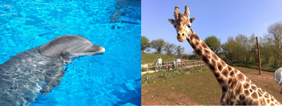 How To Develop Sas Code To Train A Deep Learning Model For Image Class Sas Support Communities