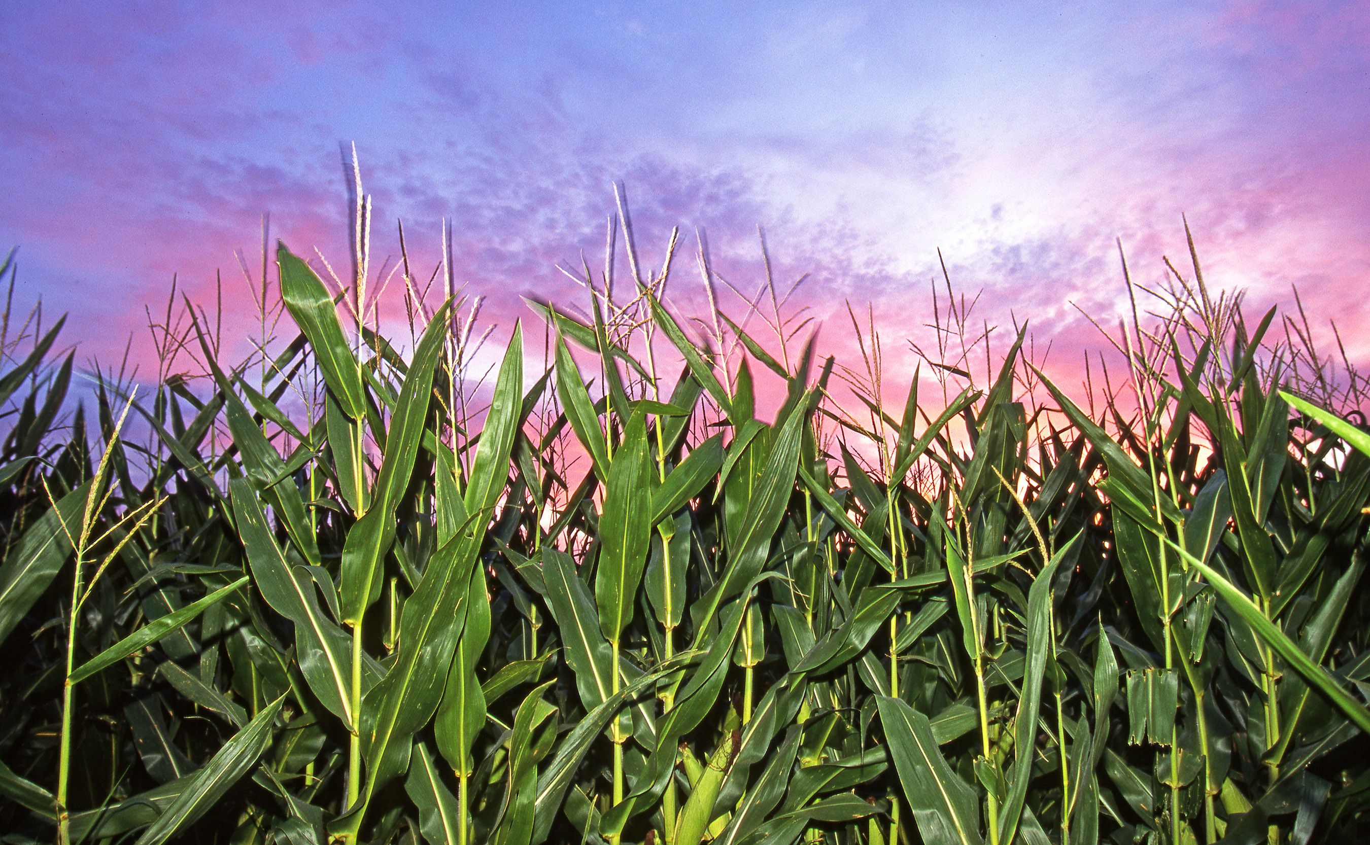 Mas Maiz: Chart historical corn yields with proc transreg - SAS Support ...