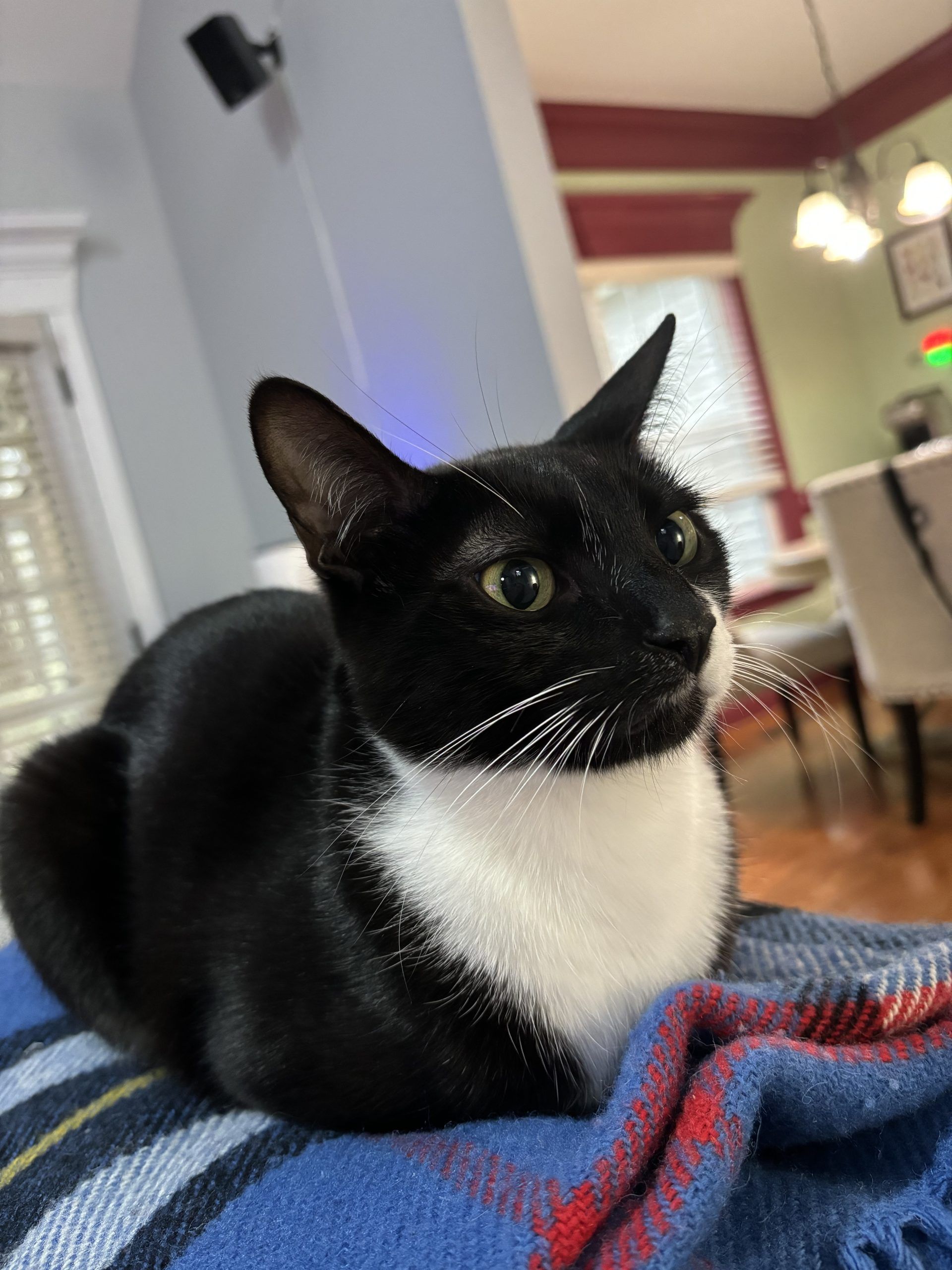 Configuring Fields to Improve Search Relevance in SAS Visual Investigator